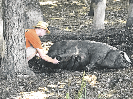 Farm and family at Ninja Cow - Country Folks