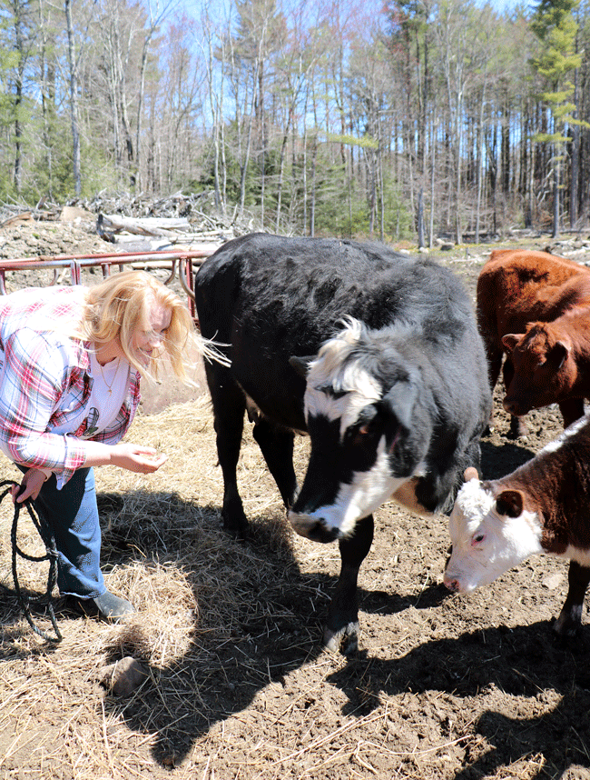 Bees and beef at Holly Berry Farm - Country Folks