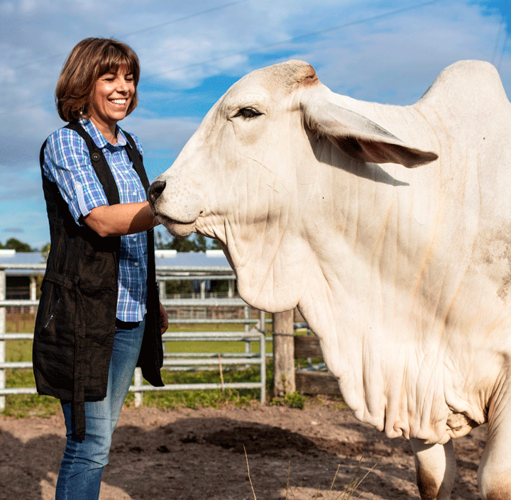 Cool genes for hot cattle - Country Folks