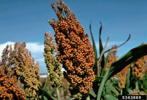 Serving up sorghum to chickens - Country Folks