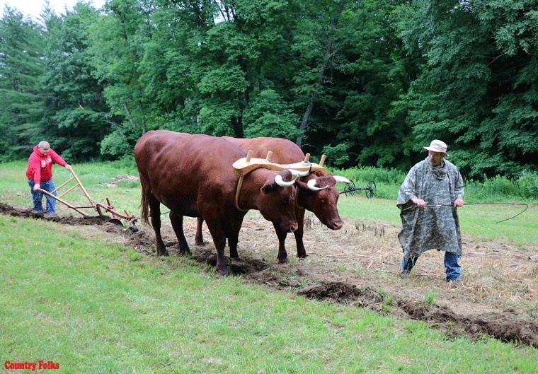 Teamsters and oxen united at working oxen demo - Country Folks