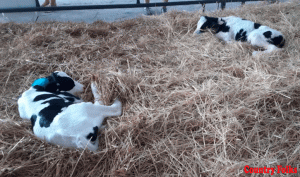Calf barn requirements for healthy calves - Country Folks