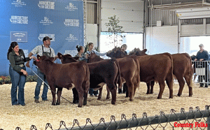 Simmental Cattle Show at the Big E - Country Folks