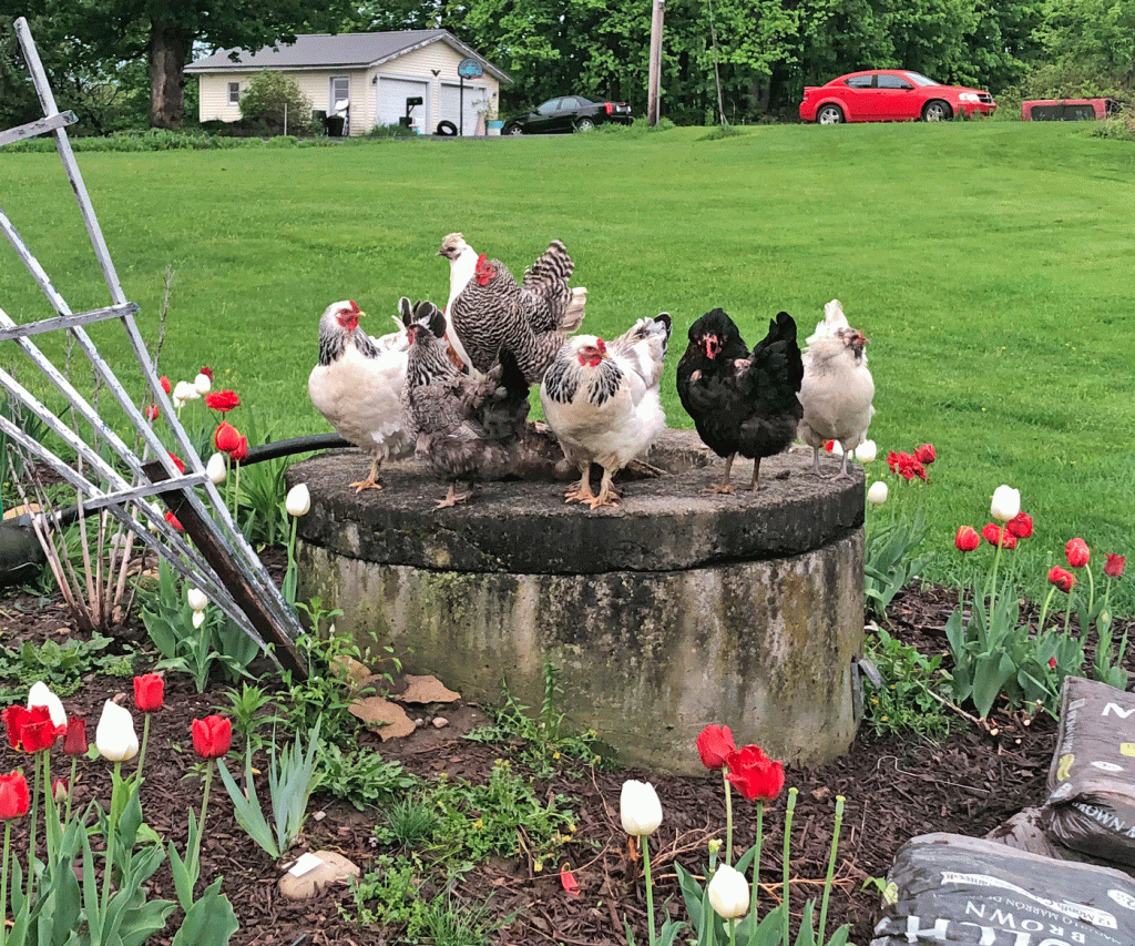 September is National Chicken Month and National Food Safety Education ...