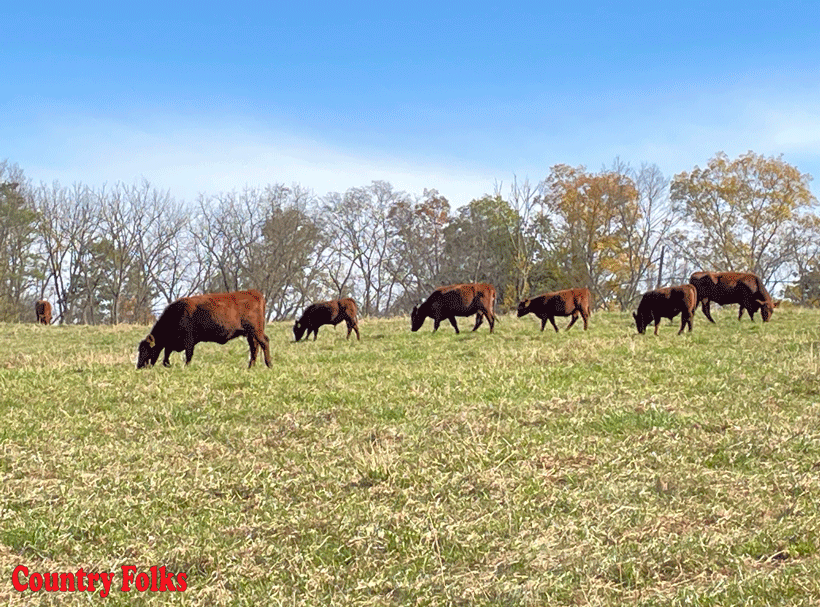 Balancing nutrition for pregnant beef cows - Country Folks