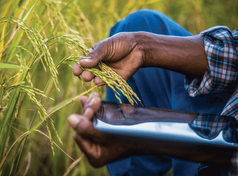 Why cover crops are worthwhile - Country Folks