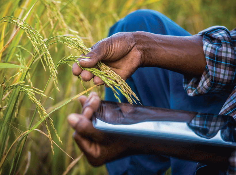 Why cover crops are worthwhile - Country Folks