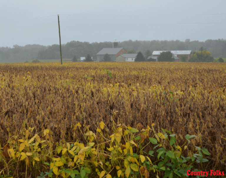 Virginia Corn Board - Country Folks