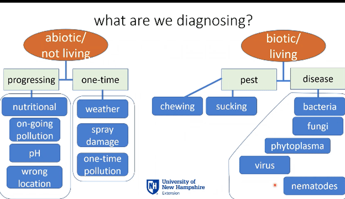 Diagnosing plant problems with a systematic approach - Country Folks