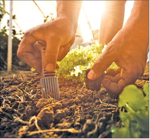 Soil solarization for stellar weed suppression - Country Folks